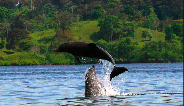 Bahía de los Delfines, Provincia de Bocas del Toro, Panamá.