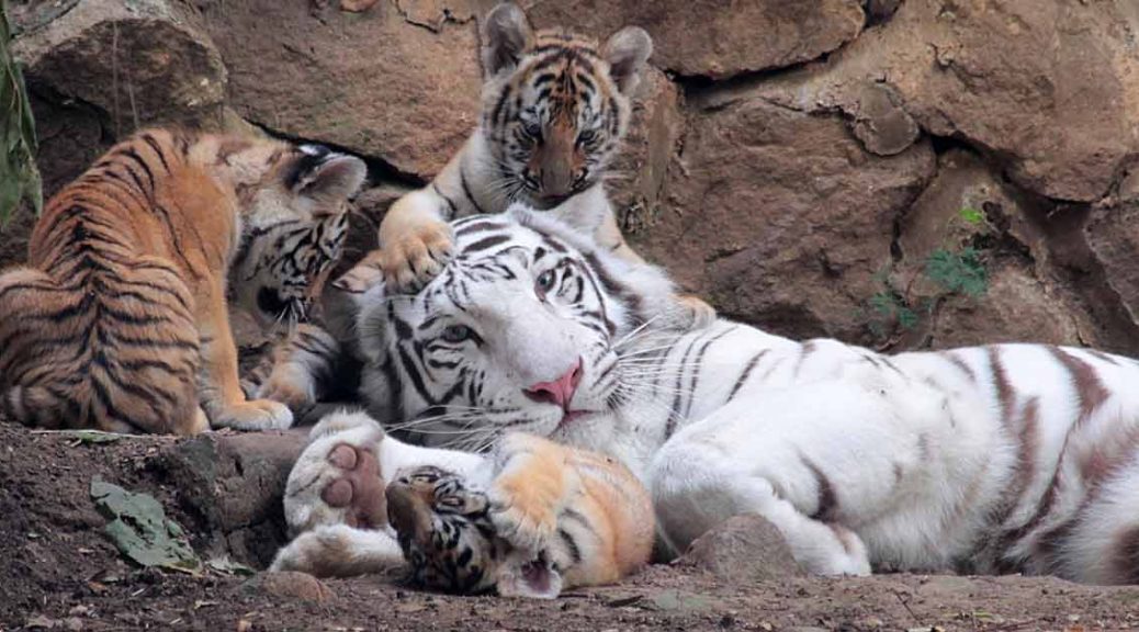 Zoológico de Cali, El cuarto Mejor de América Latina - Santiago de Cali